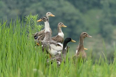 Indian Runner Duck - Breed Profile - Backyard Poultry